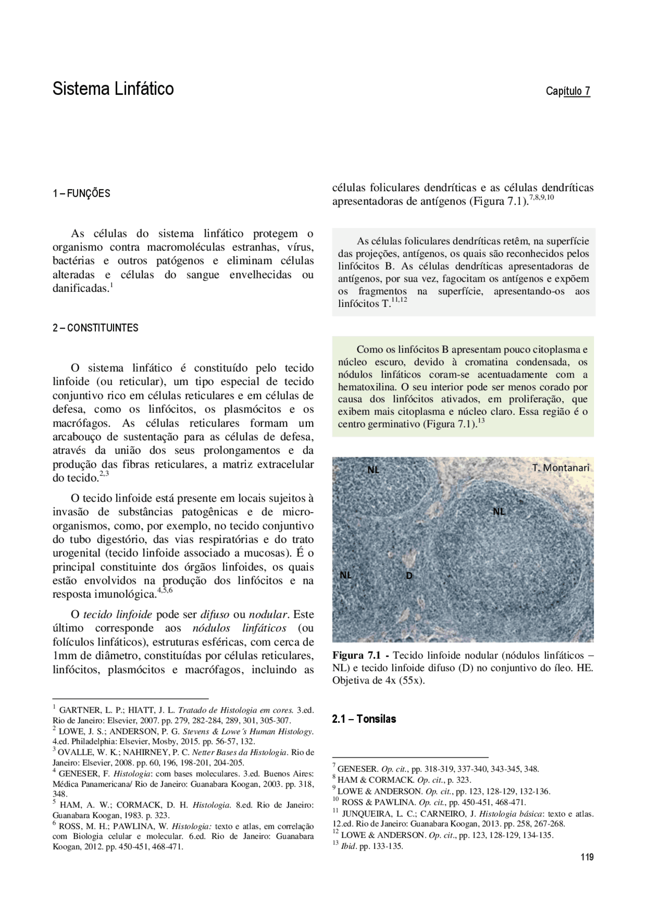 Linfá Histologia Anatomia Sistema Linfatico Docsity