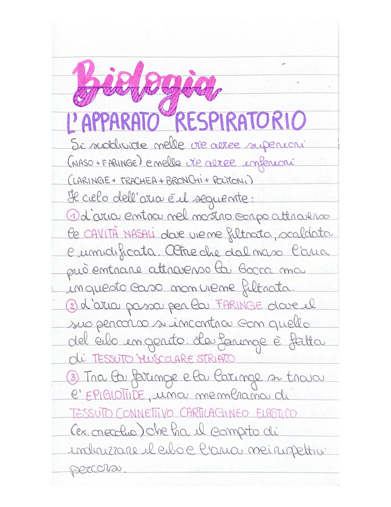 Apparato Respiratorio Docsity