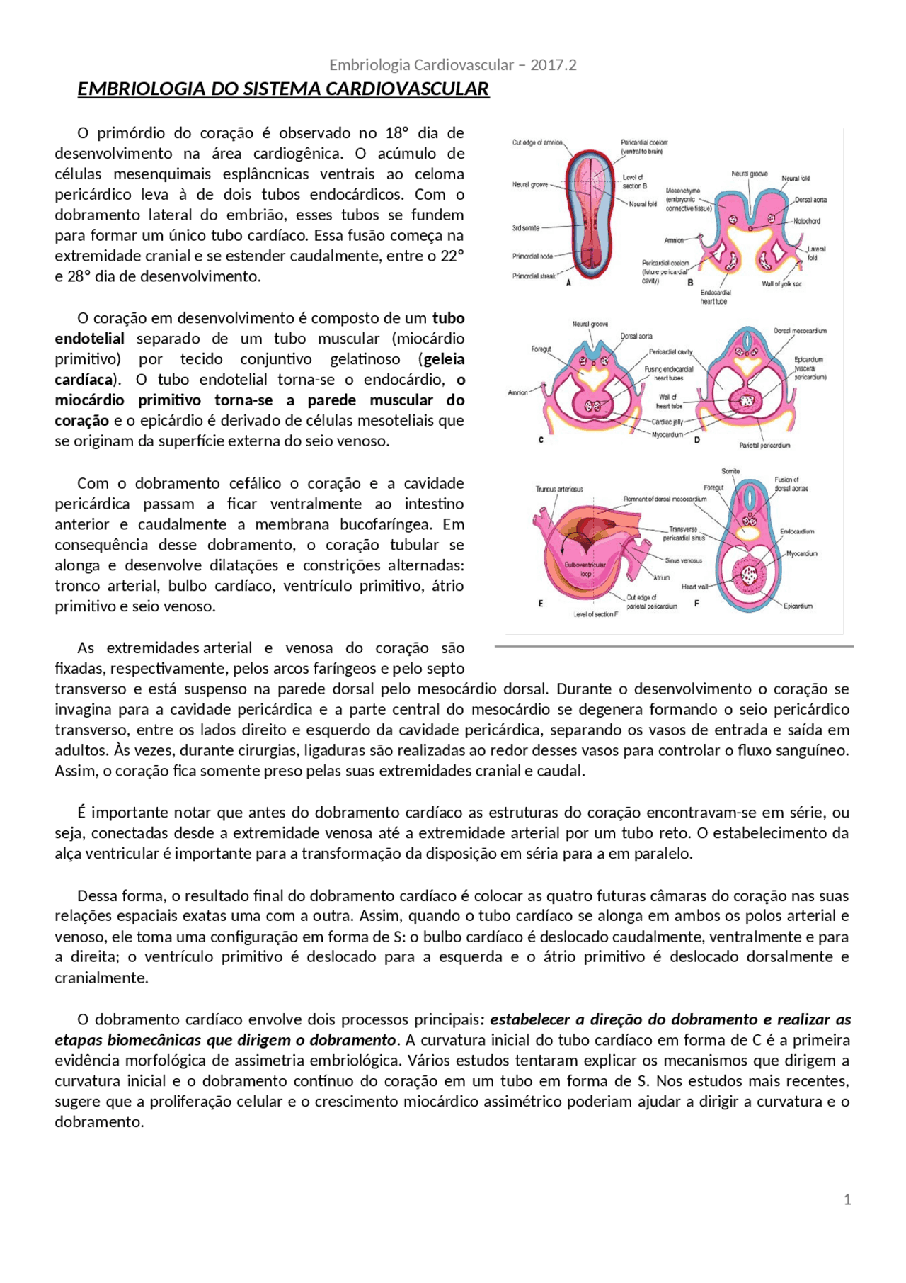 Embriologia Sistema Cardiovascular Docsity