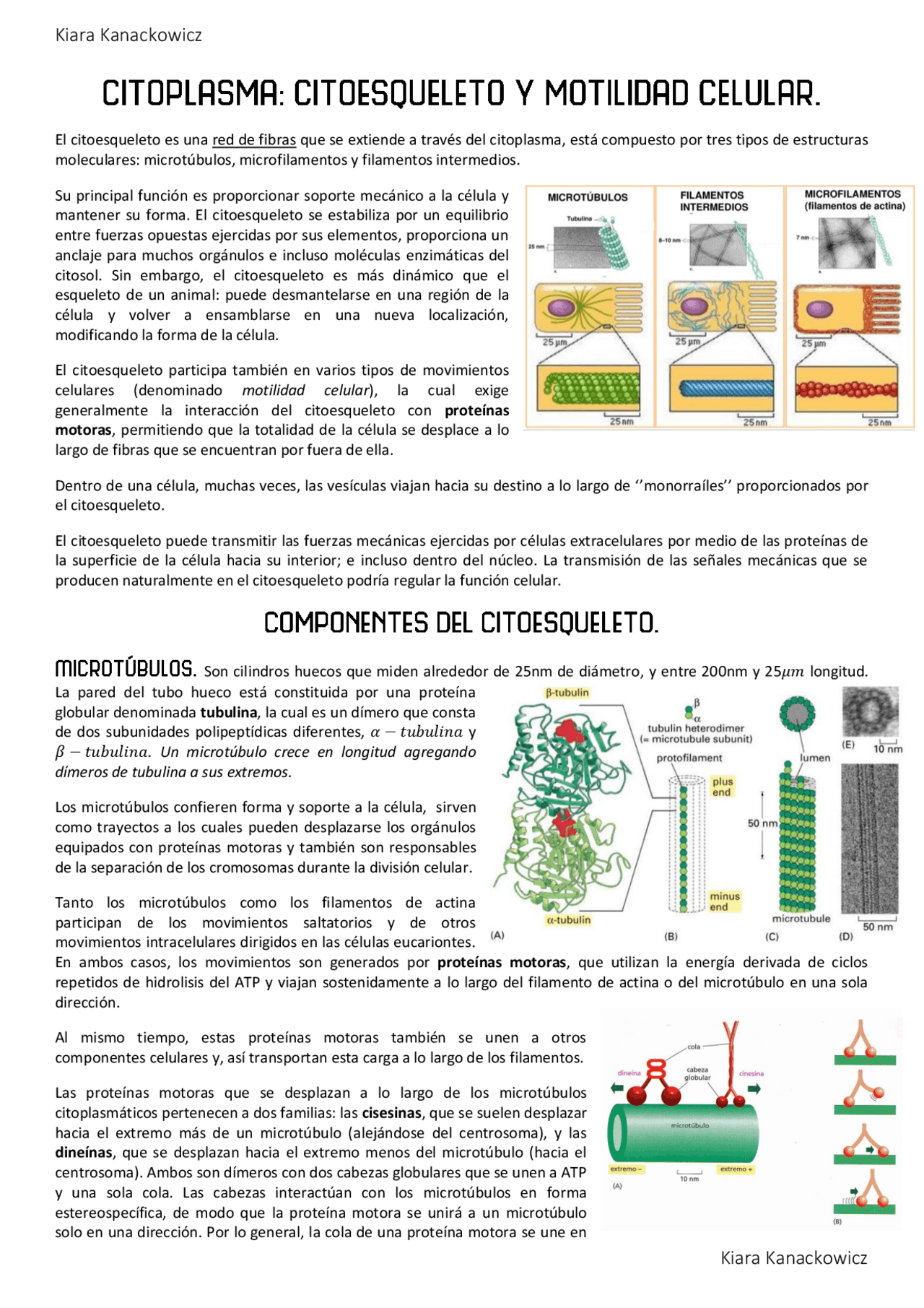Citoesqueleto Estructura Interna De Las Celulas Y Morfologia Docsity
