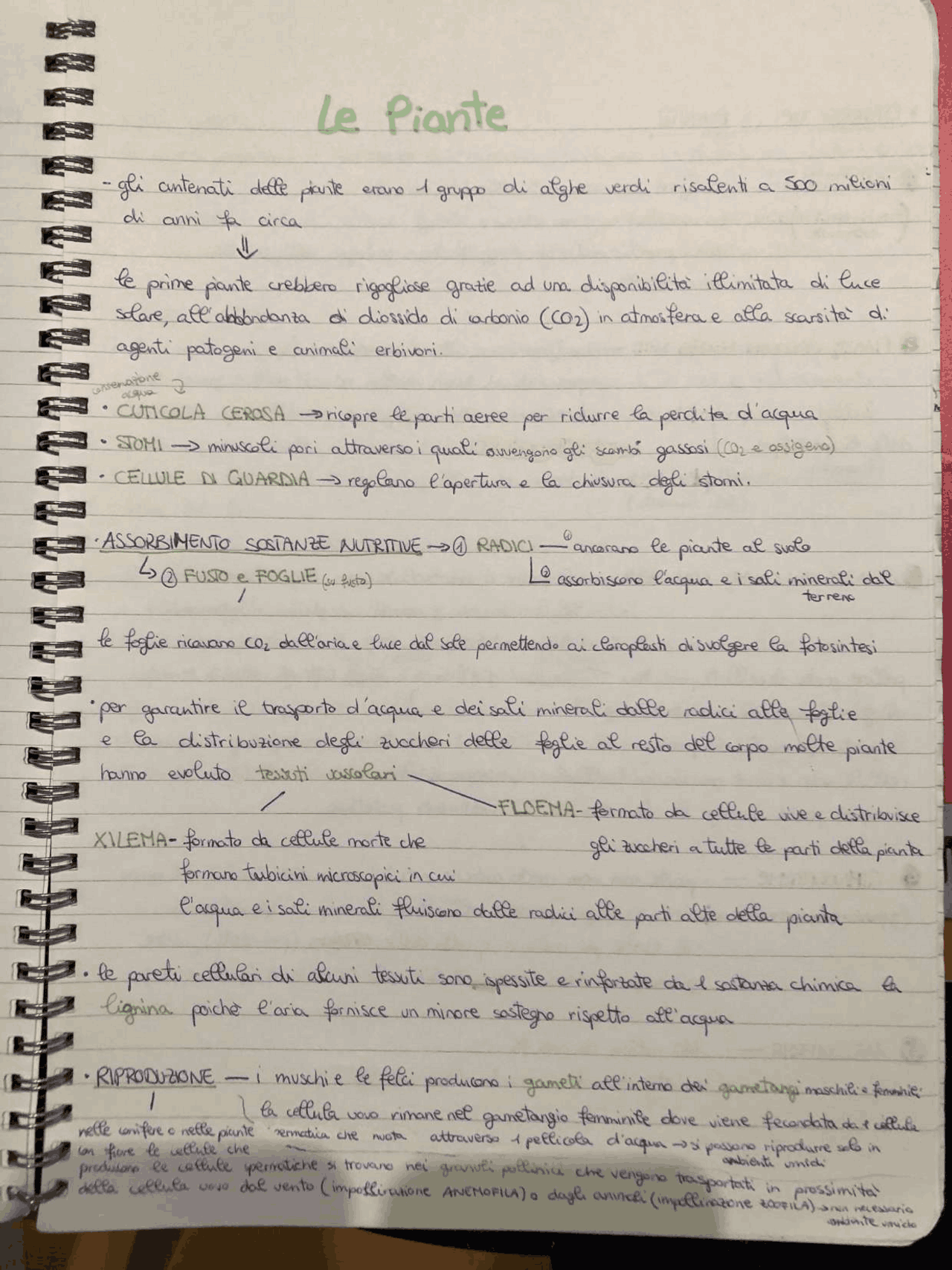 Le Piante E I Funghi Docsity