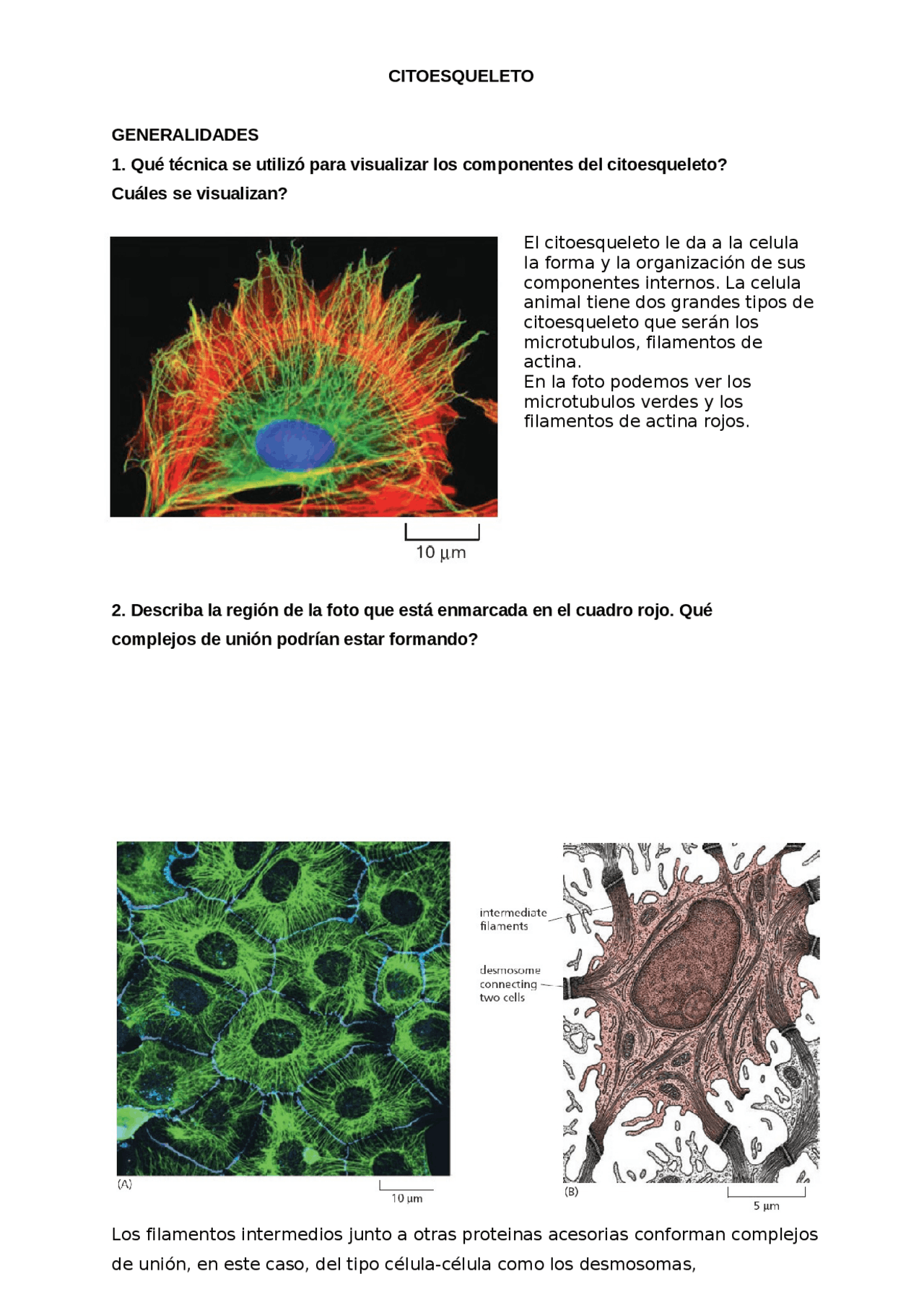 Tp De Biologia Citoesqueleto Resúmenes De Biología Docsity