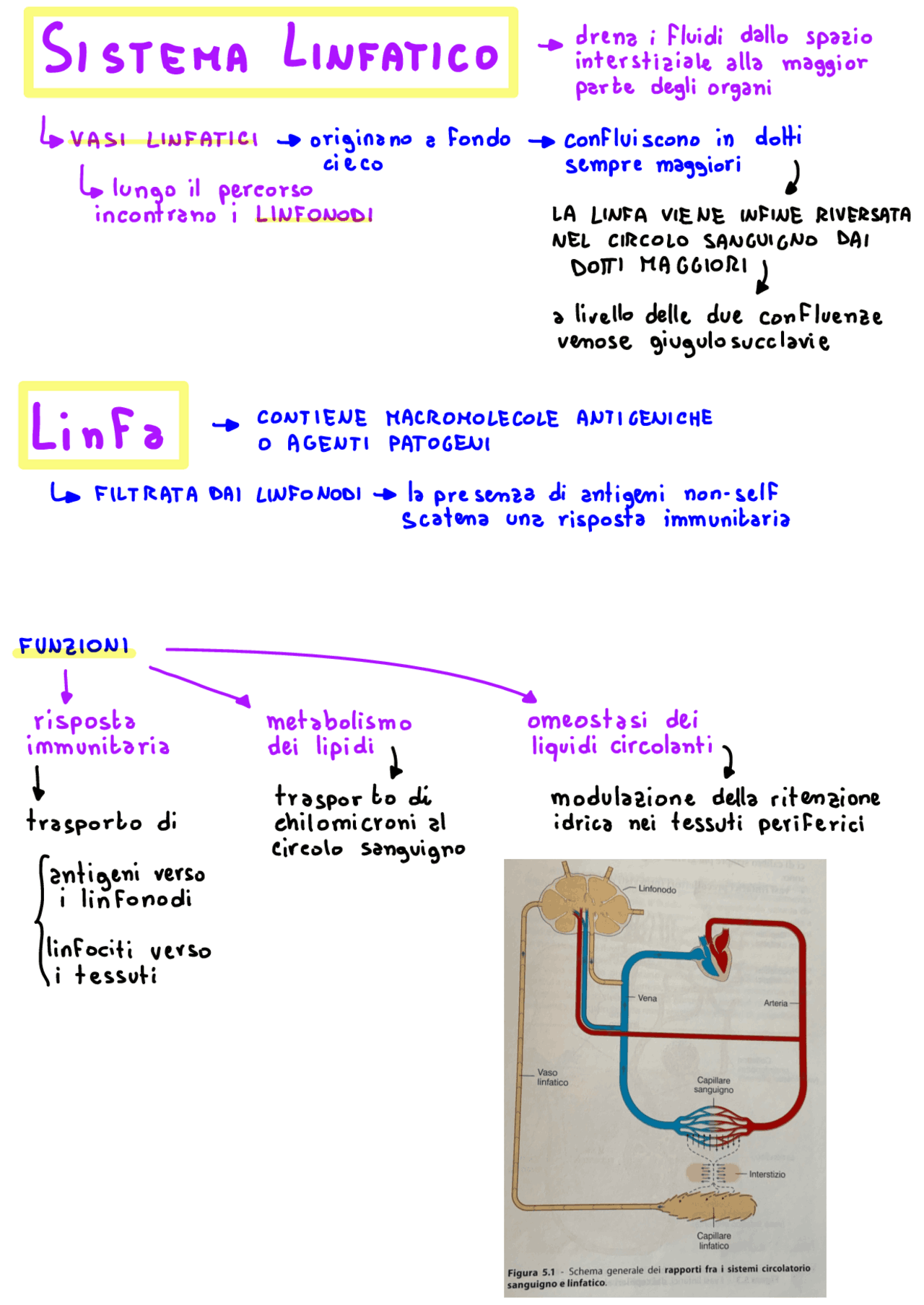 Sistema Linfatico E Linfonodi Docsity