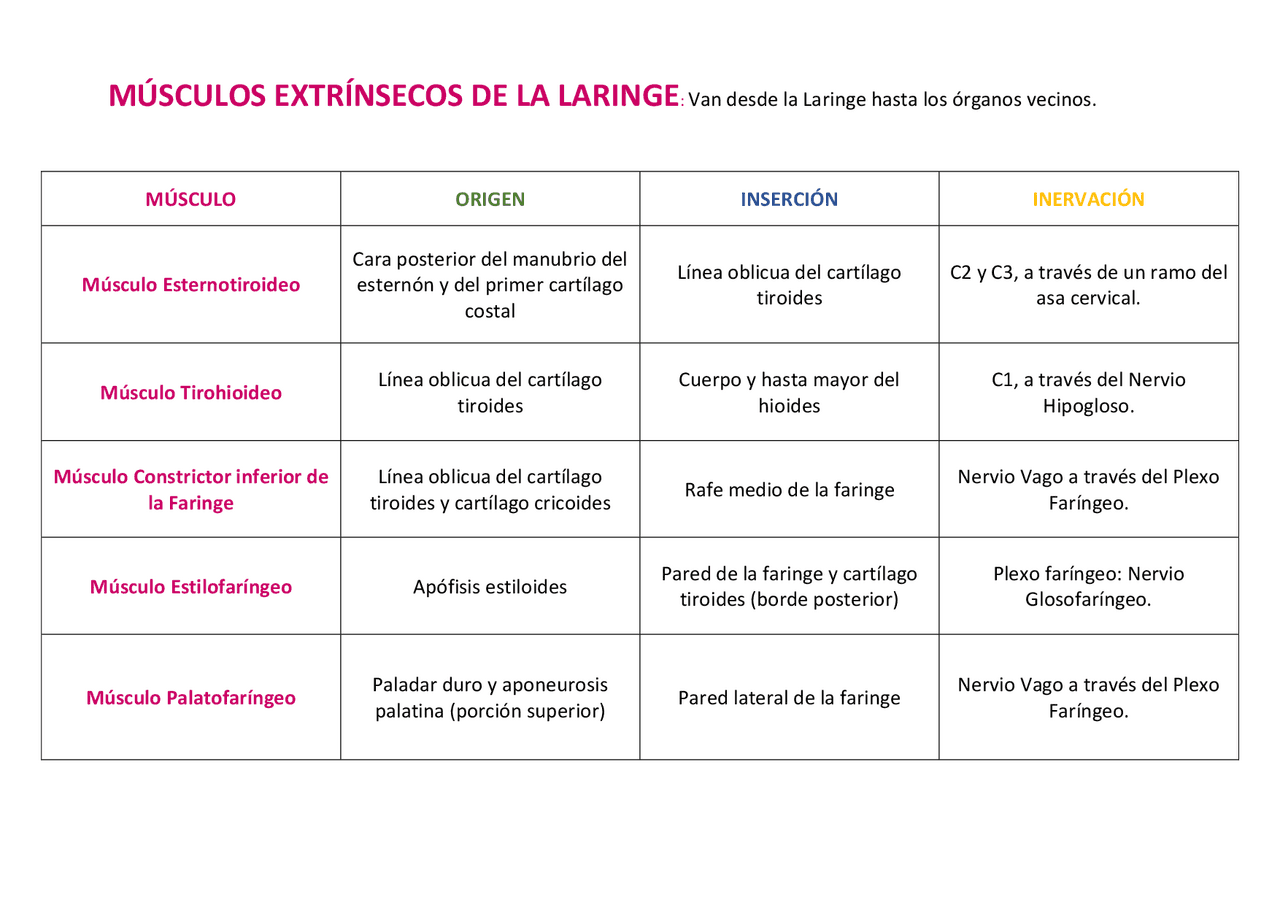 Músculos extrínsecos de la laringe según Rouviere - Docsity
