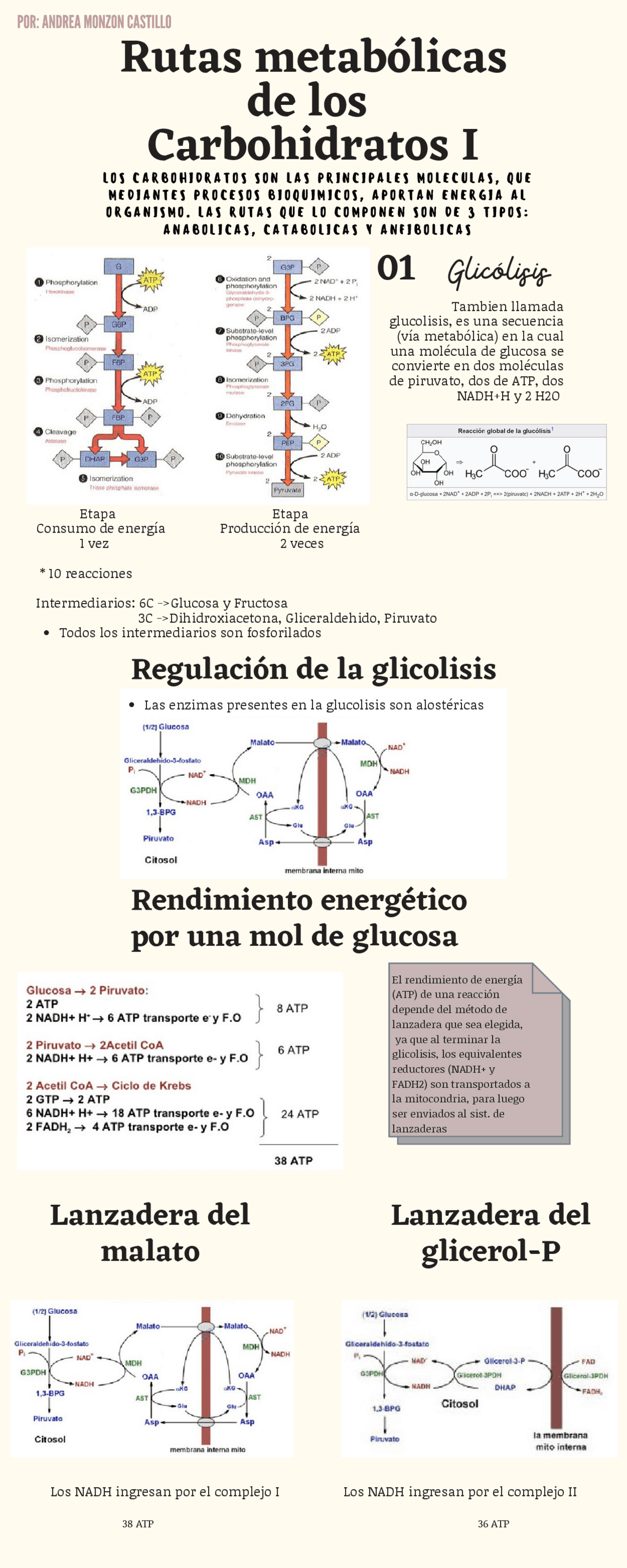 Rutas Metabólicas de Carbohidratos: Glucolisis, Glucogenesis, Gluconeogénesis y Pentosas F ...
