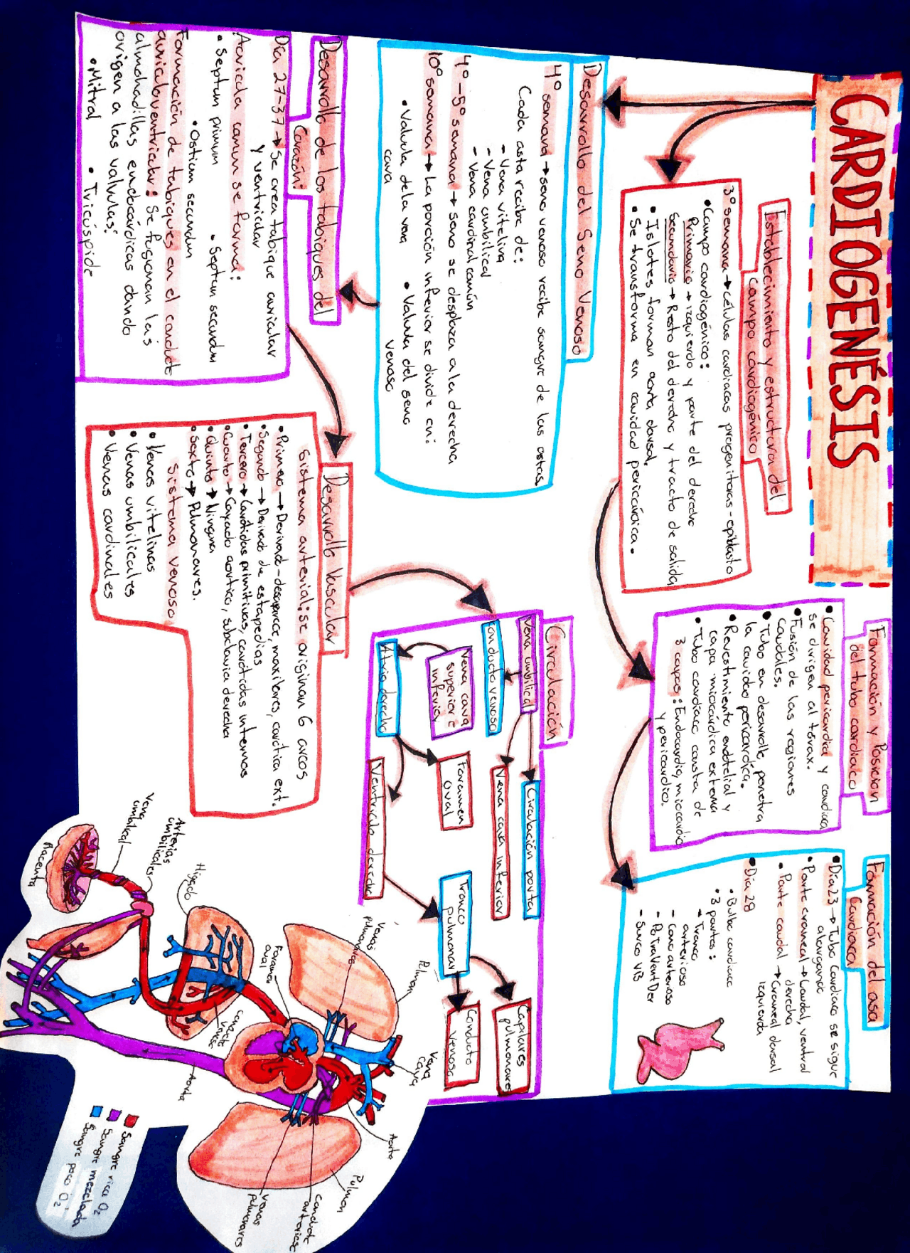 Cardiogenesis embriologia - Docsity