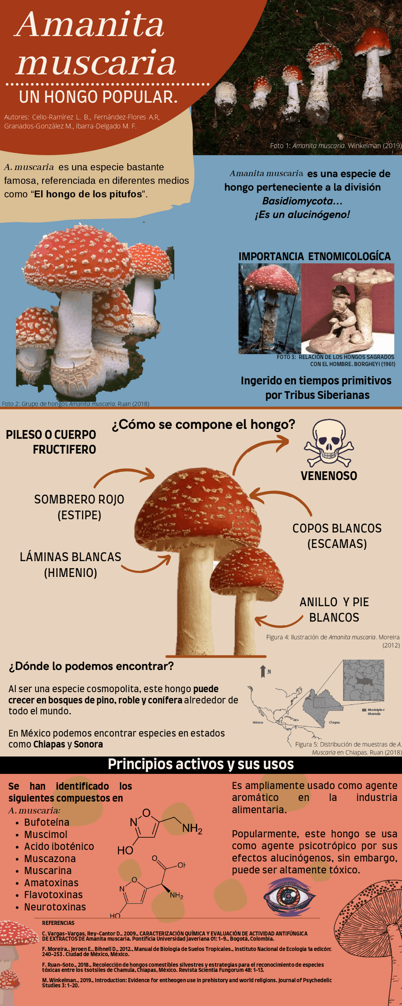 Infografia hongo Amanita muscaria | Esquemas y mapas conceptuales de ...