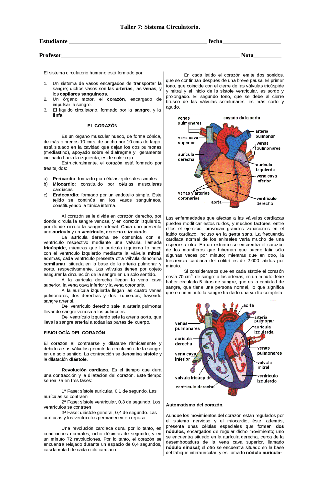 Taller Sistema Circulatorio Docsity