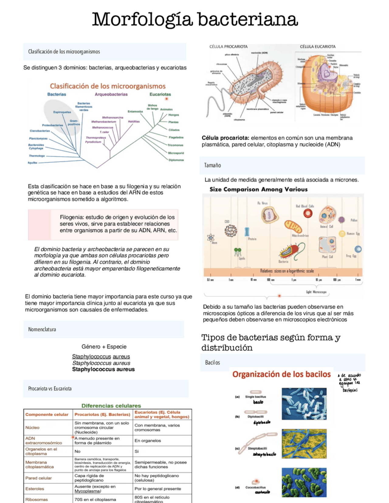 Morfología Bacteriana Docsity