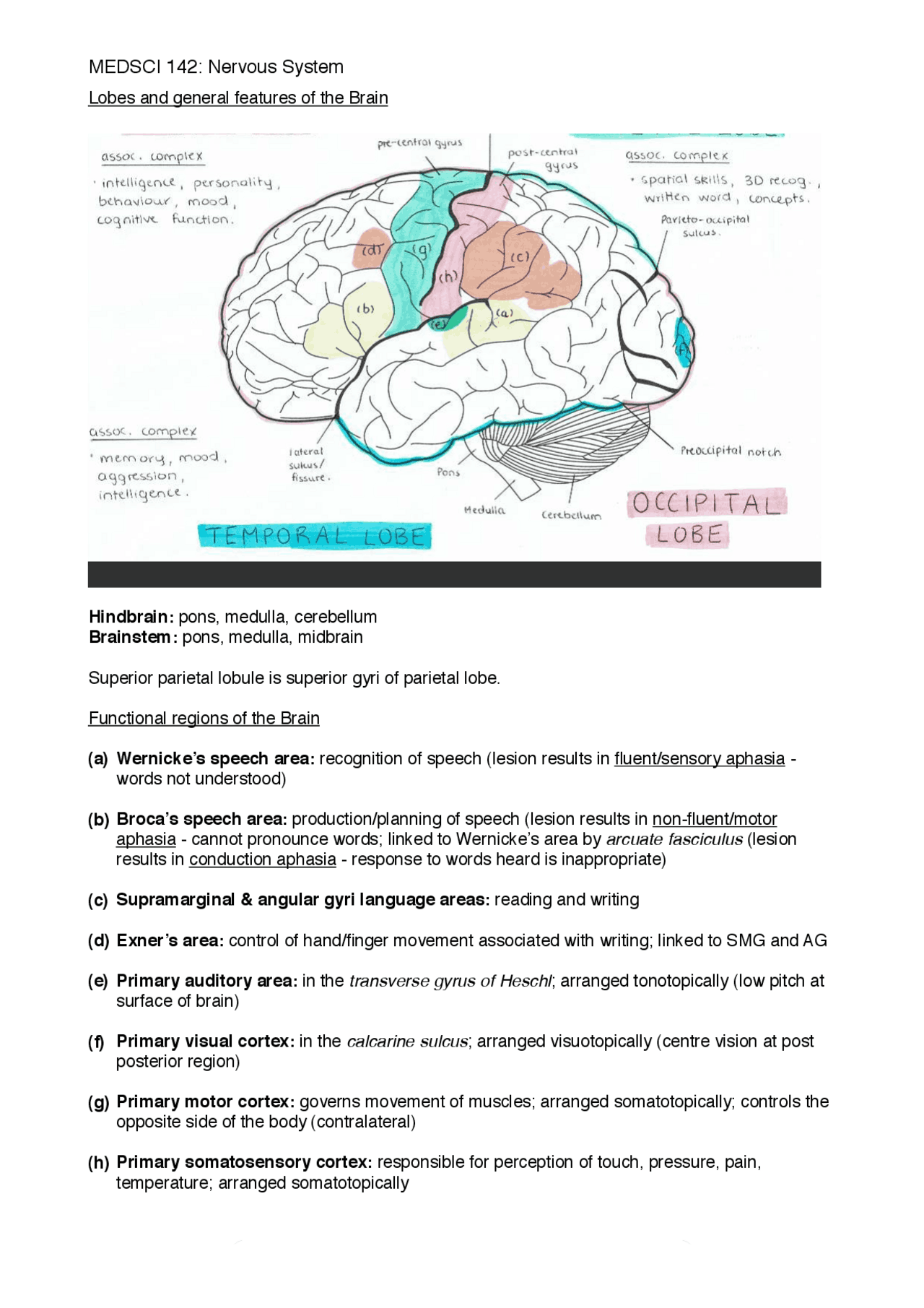 MedSci Nervous System Notes - Docsity