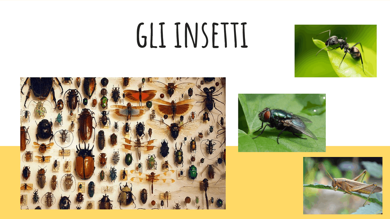 Gli insetti,cosa sono e struttura degli apparati - Docsity