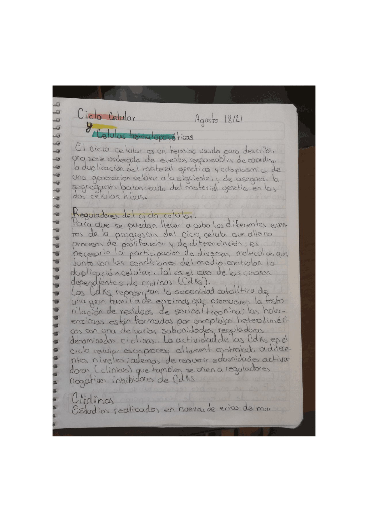 Ciclo Celular Docsity