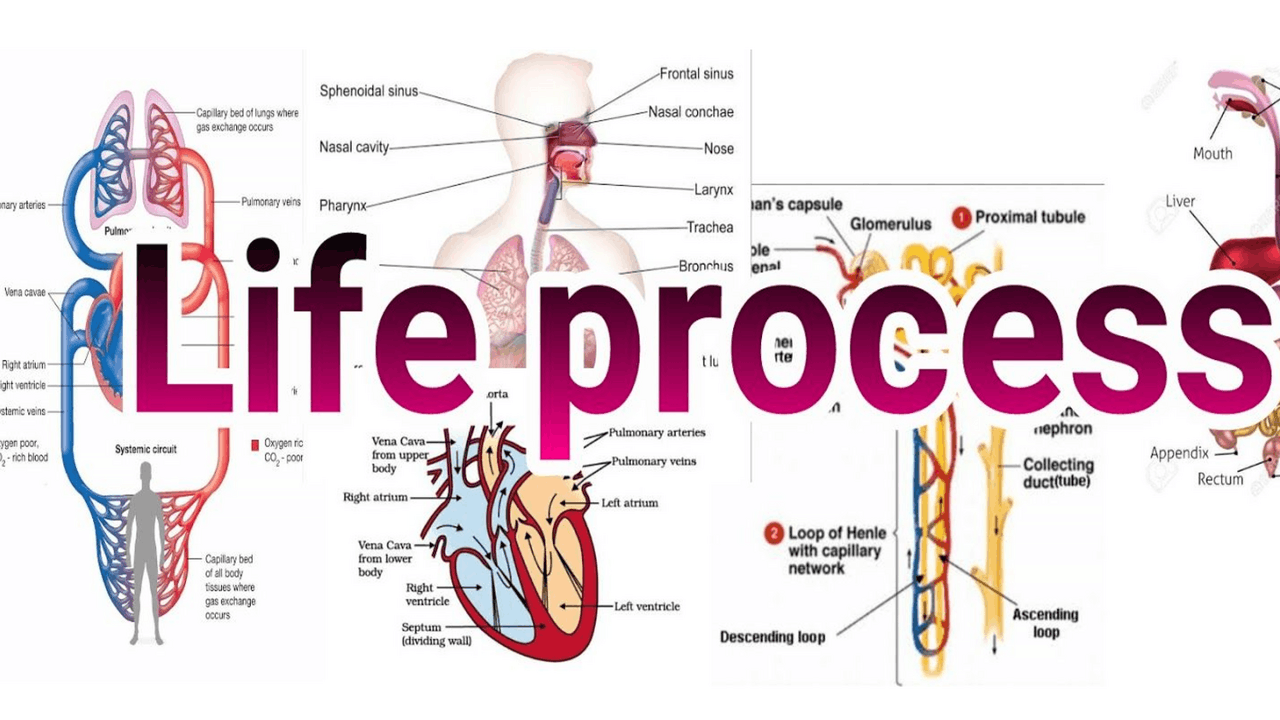 Life Processes- Nutrition, Respiration, Circulatory System, and ...