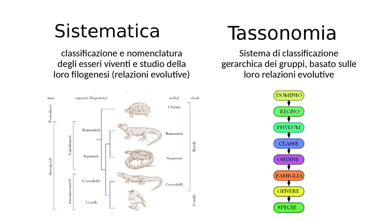 Sistematica Slides Riassuntive Docsity