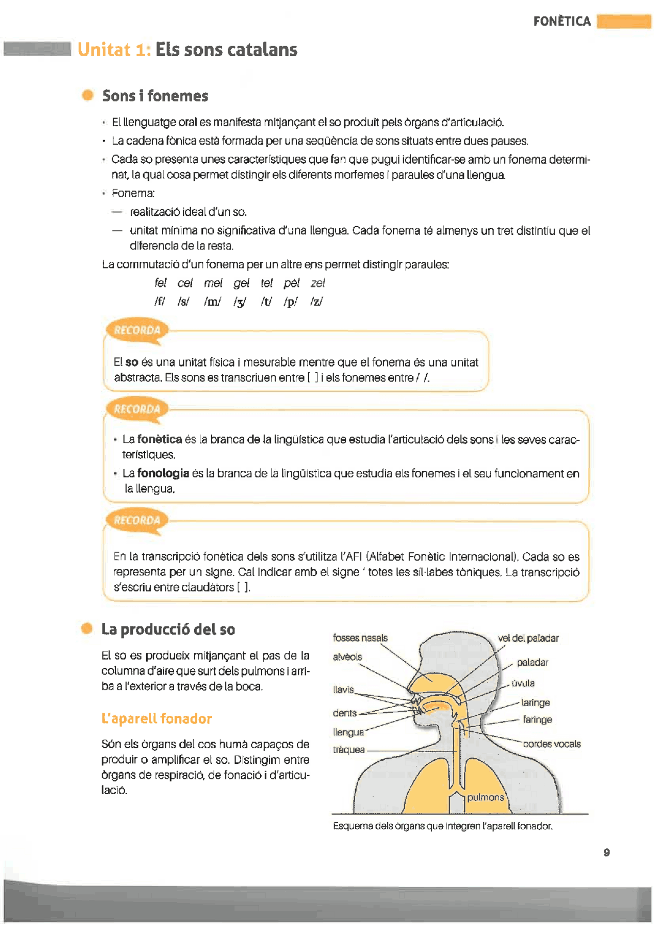 Apunts De Fonètica Català Docsity