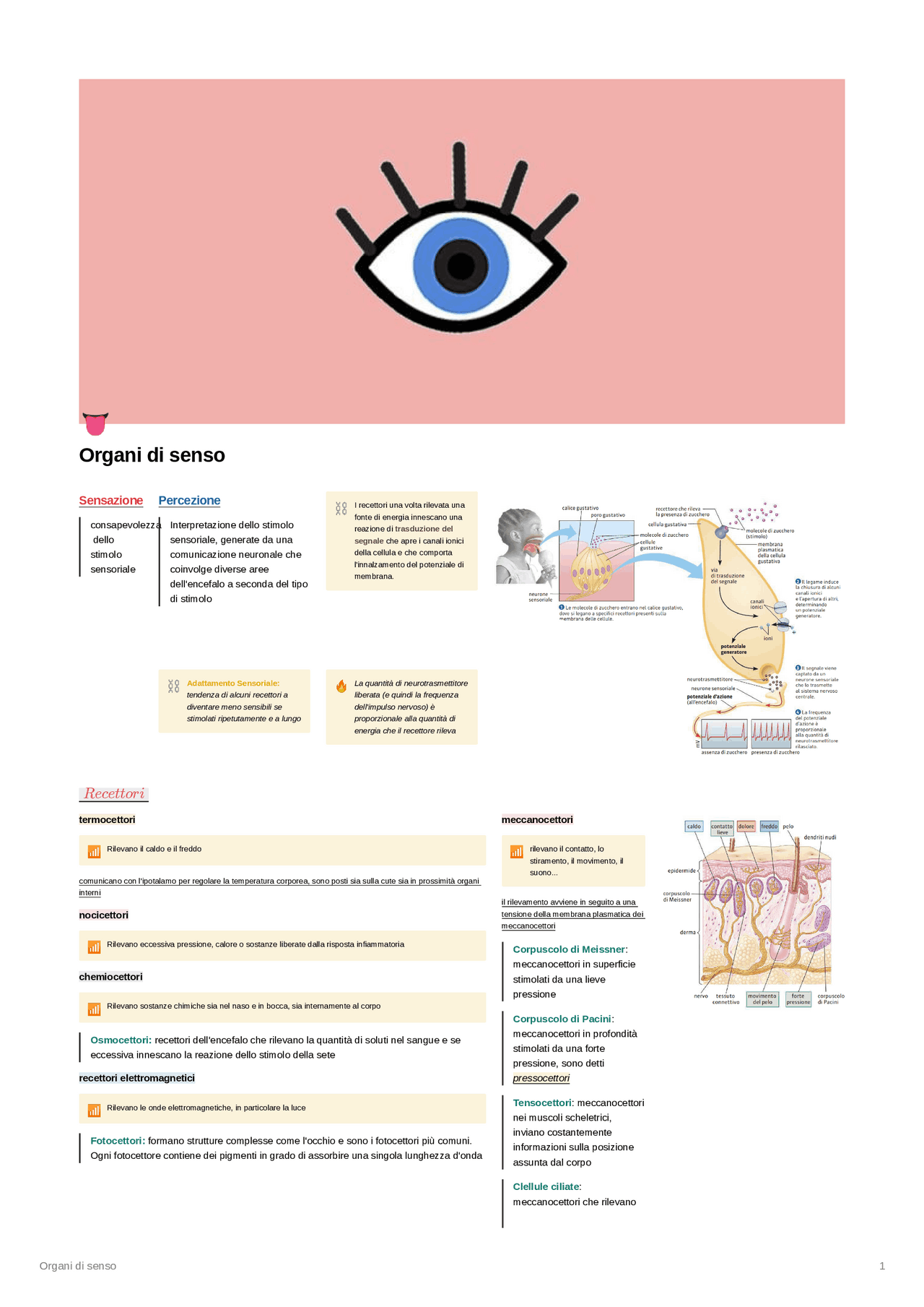 Organi di senso, recettori, sensazioni, olfatto e gusto, 3 Scientifico ...