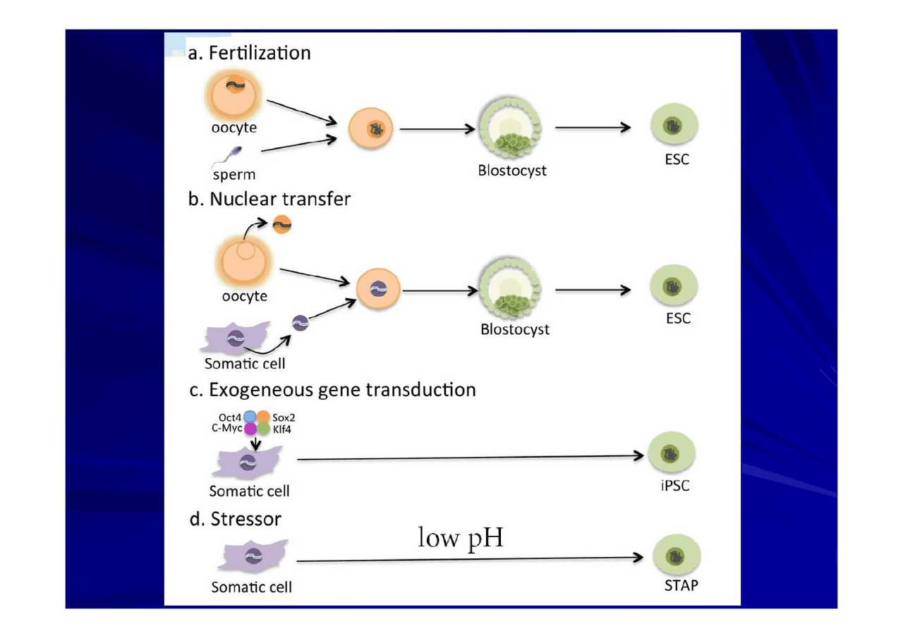 Stem Cell Cellule Staminali Riprogrammazione Genica Docsity