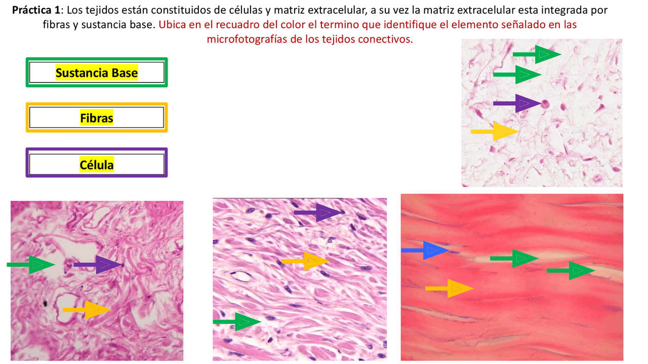 Tejido Epitelial Ejercicios Docsity