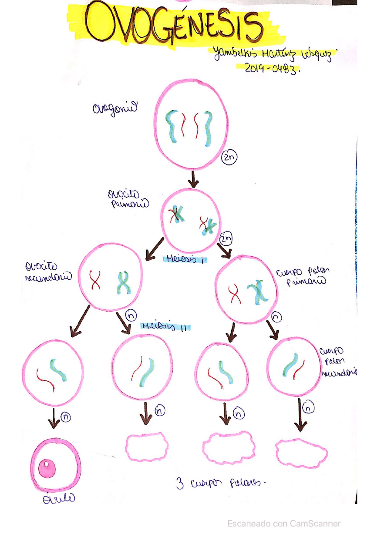 Grafica del proceso de Ovogénesis - Docsity
