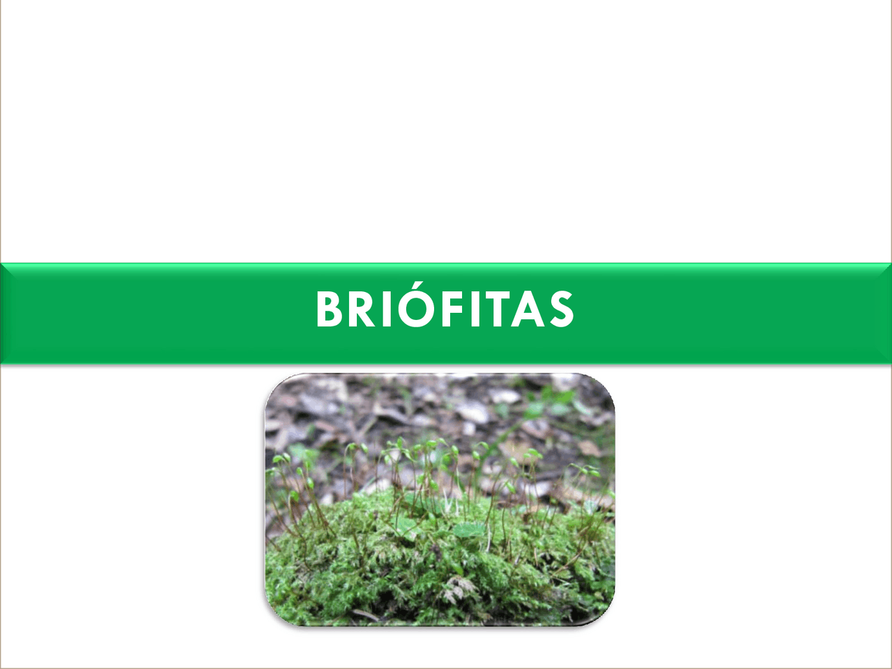 Briófitas, introdução. - Docsity