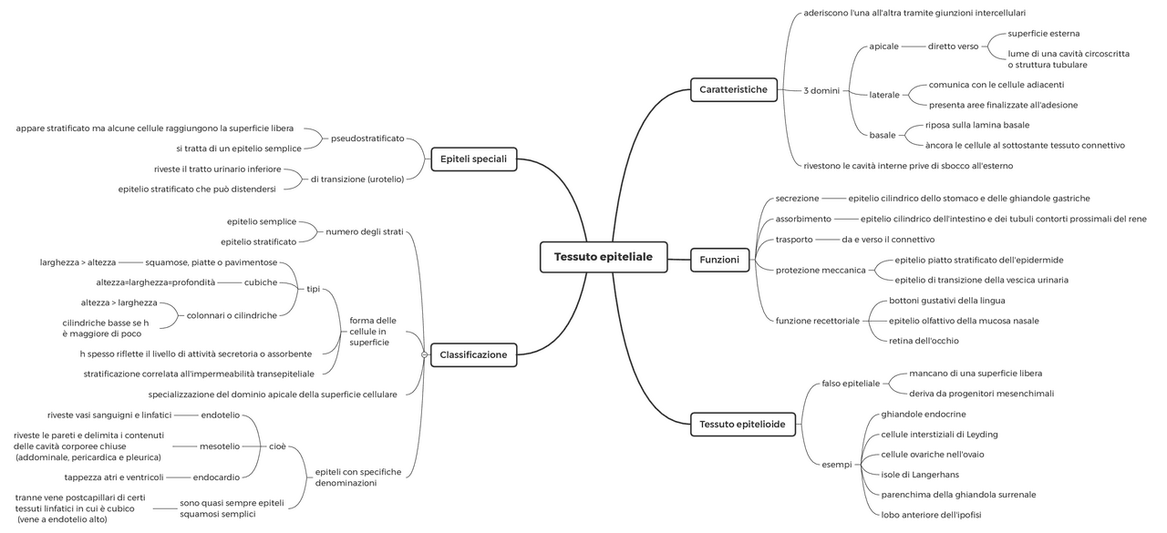 Mappe Del Tessuto Epiteliale Docsity