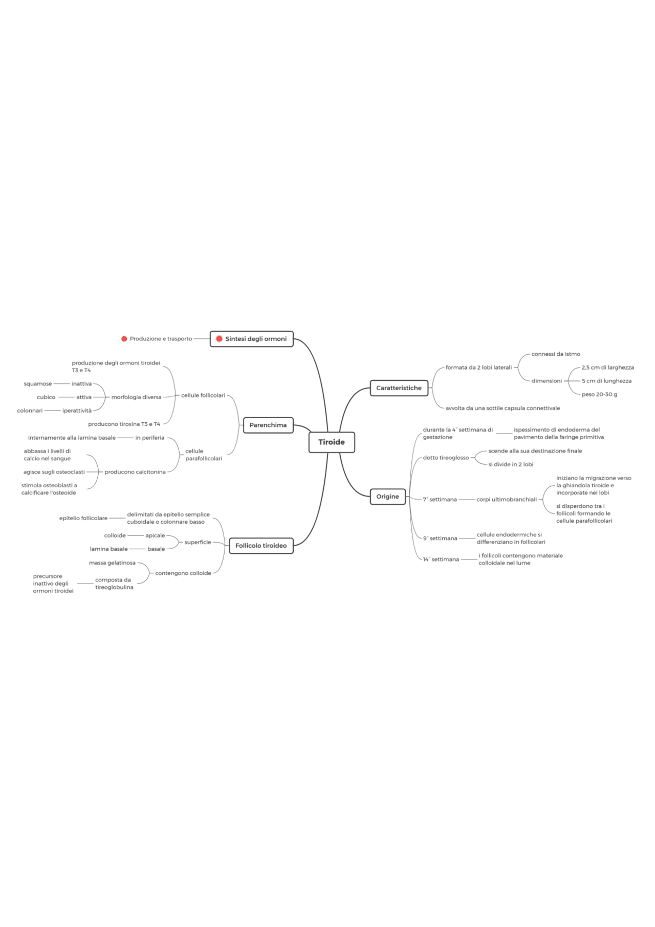 Mappa Dellendocrino Docsity