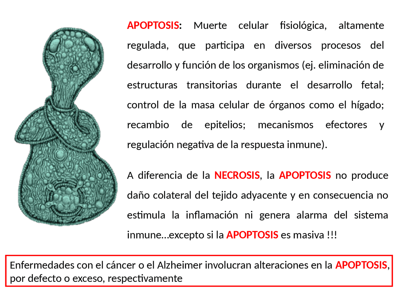 Apoptosis, muerte celular programada - Docsity