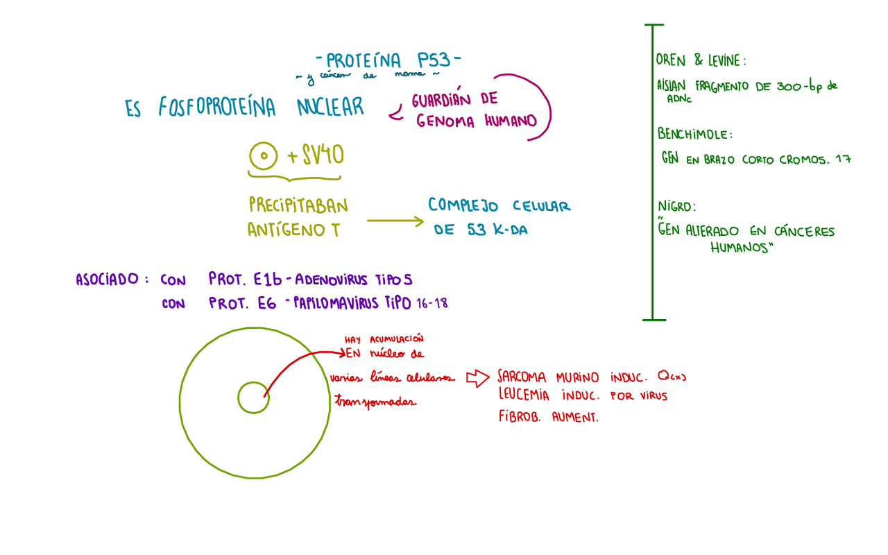 Gen P53, estructura y ciclo e vida - Docsity