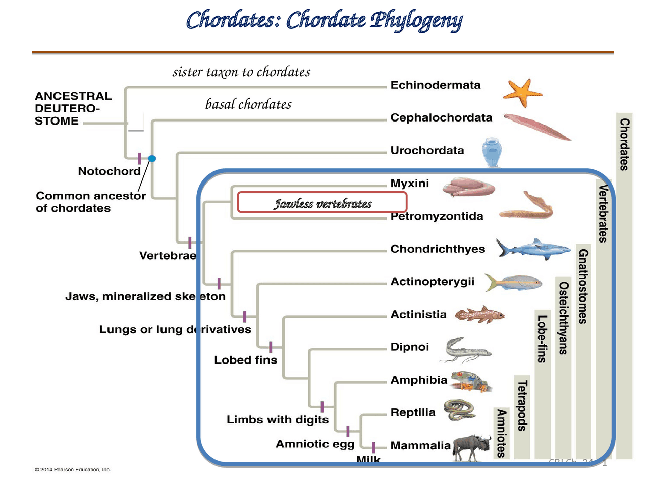 Organism's evolution on the earth - Docsity