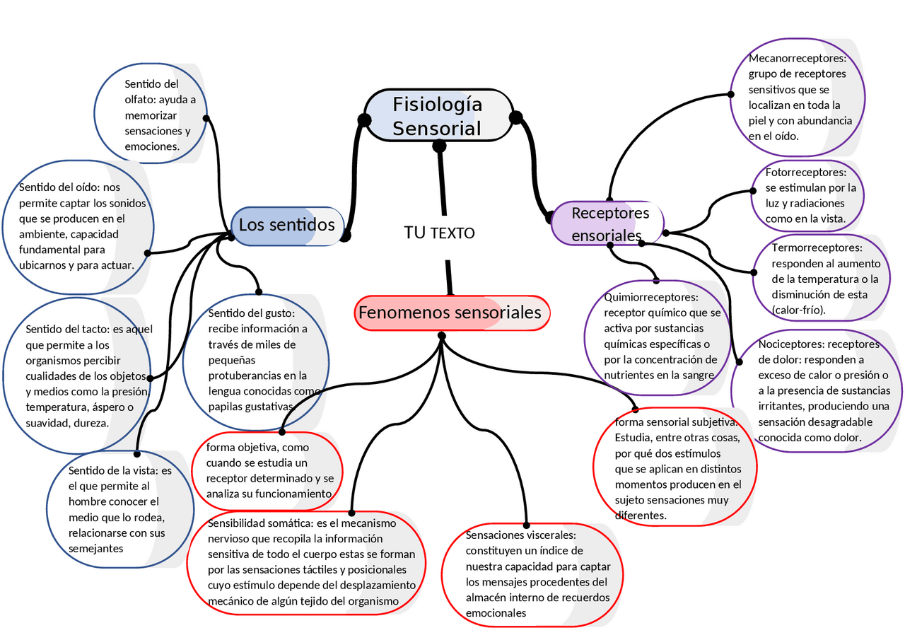 Fisiología Sensorial: Tipos de Receptores y Sentidos | Esquemas y mapas ...