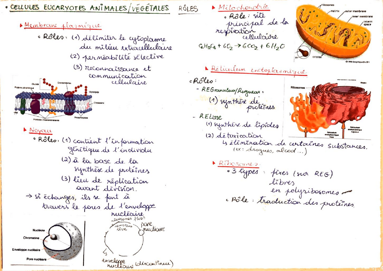 Organites cellulaires et leurs rôles | Schemes and Mind Maps Biology ...