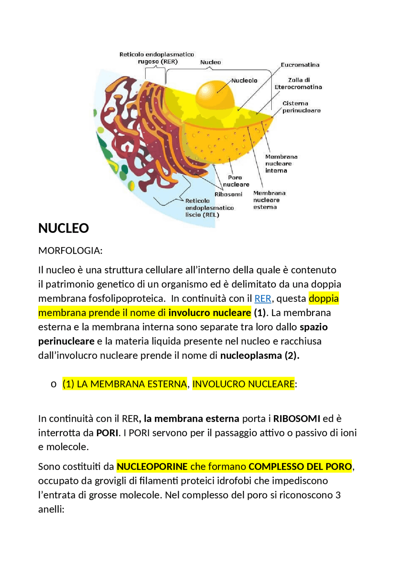 NUCLEO CELLULARE E CICLO CELLULARE | Appunti di Citologia | Docsity