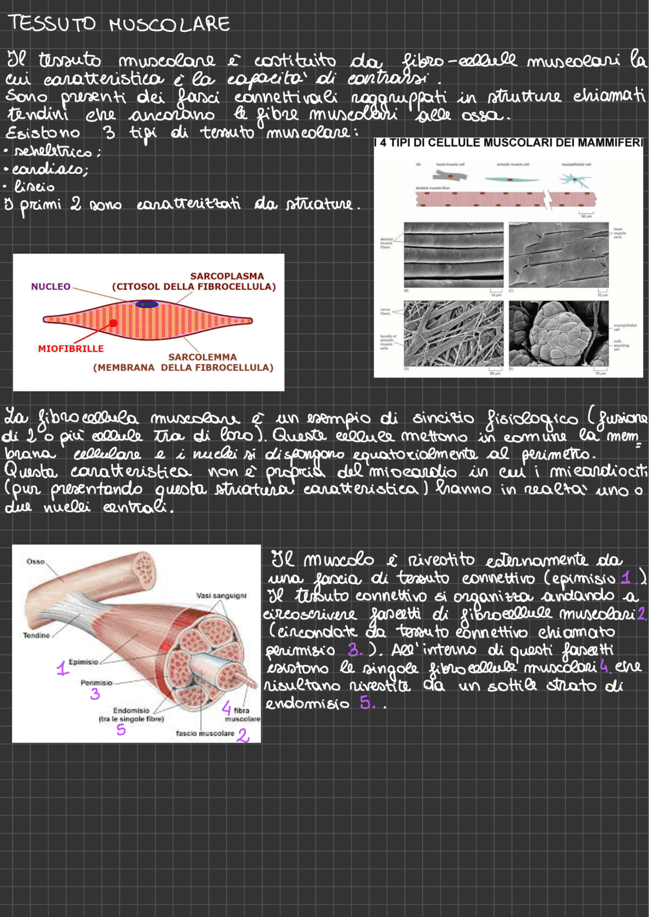 Appunti Tessuto Muscolare Docsity