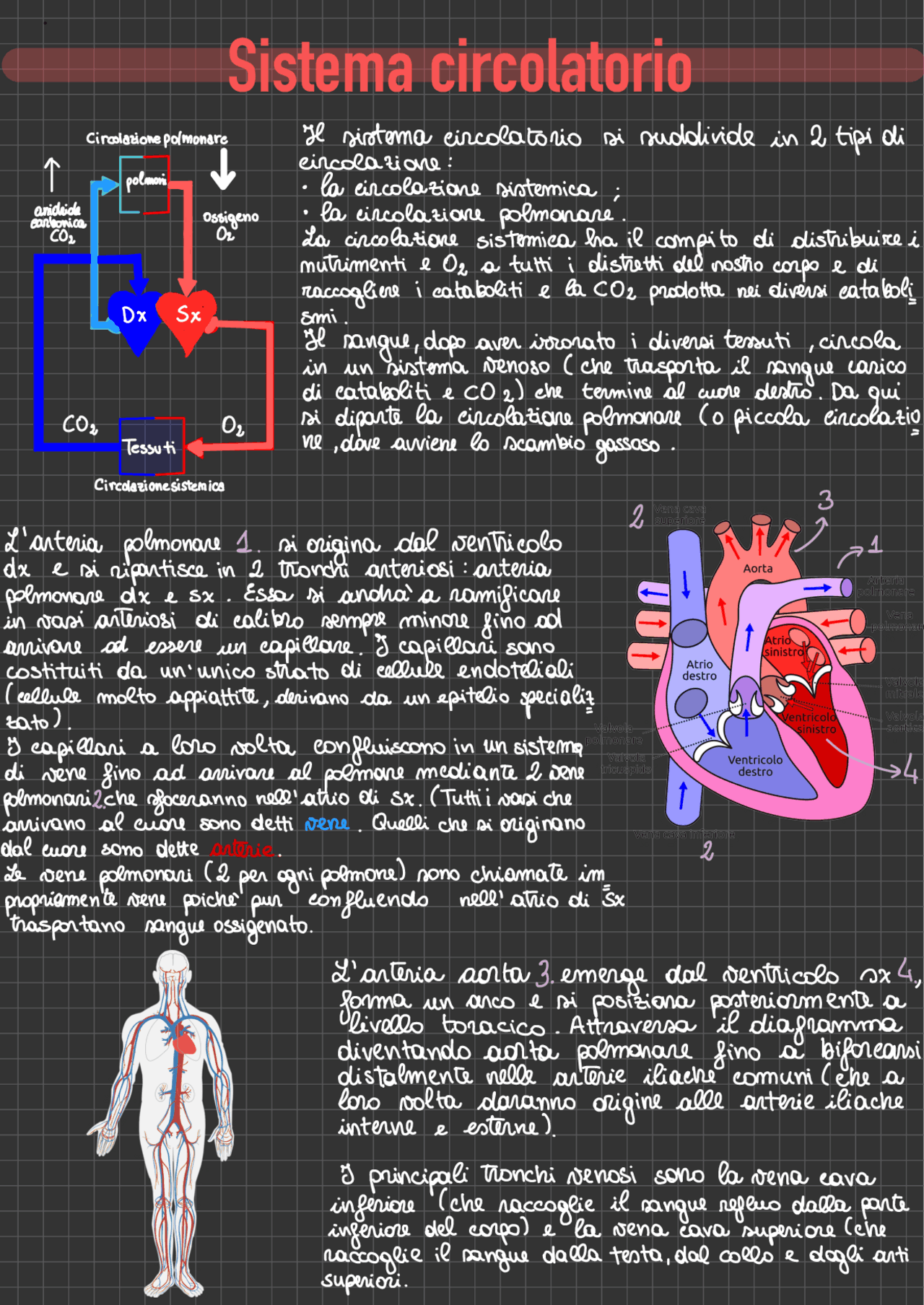 Appunti Su Sistema Cardiocircolatorio Pt1 Docsity