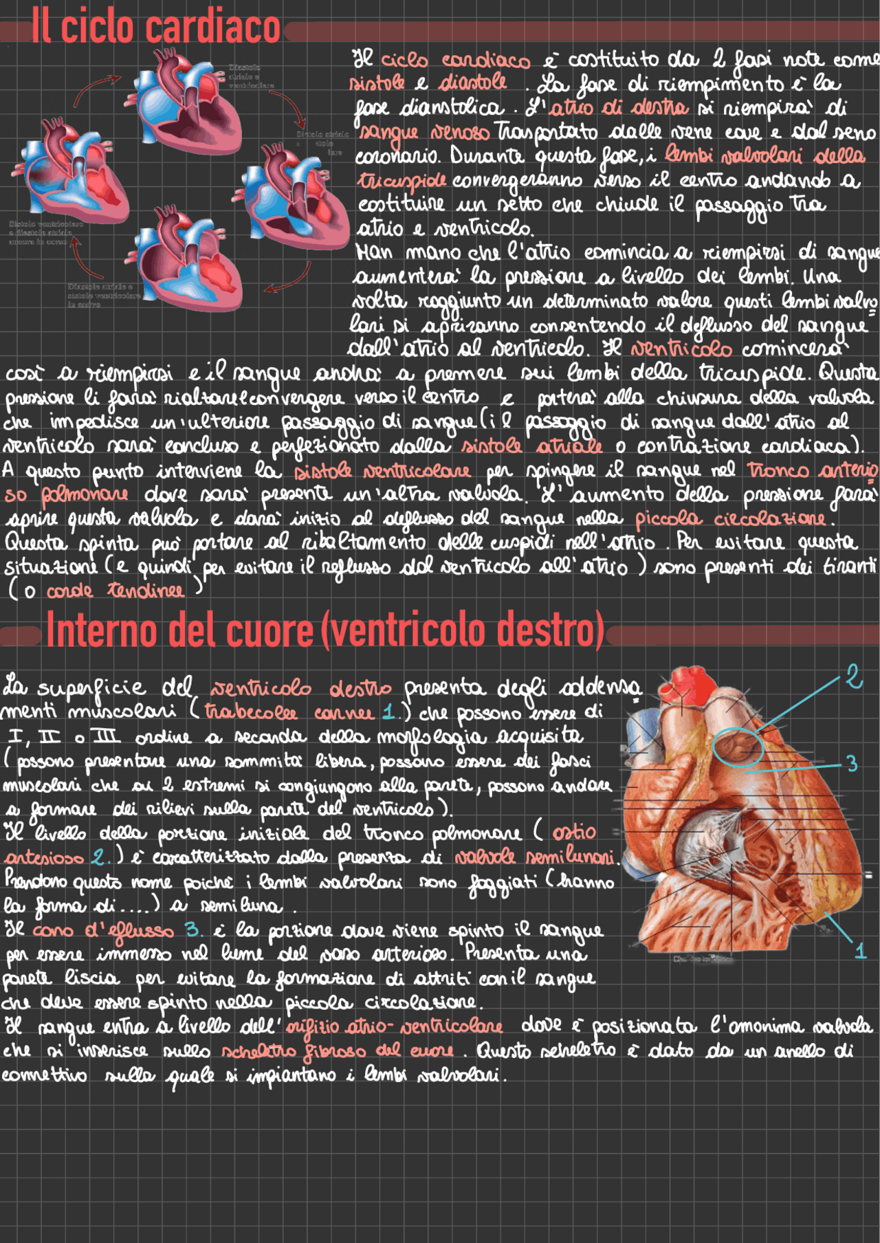 Appunti Su Sistema Cardiocircolatorio Pt2 Docsity
