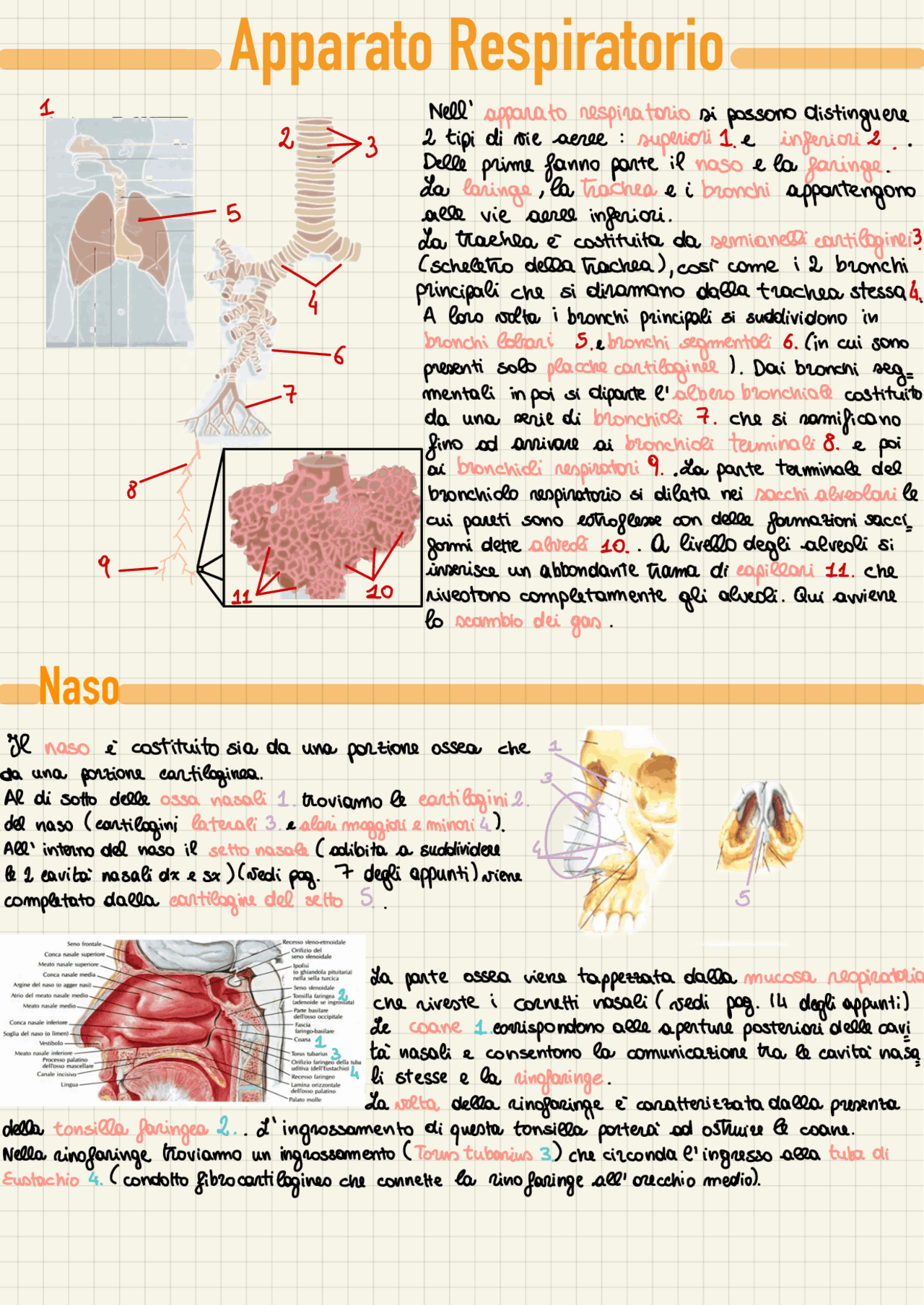 Appunti Apparato Respiratorio Docsity
