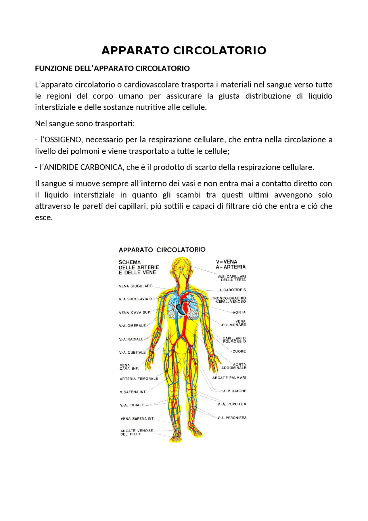 Apparato Circolatorio Docsity