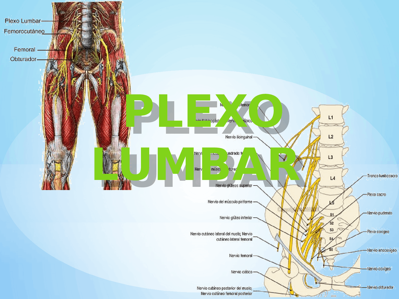 Datos del plexo lumbar - Docsity