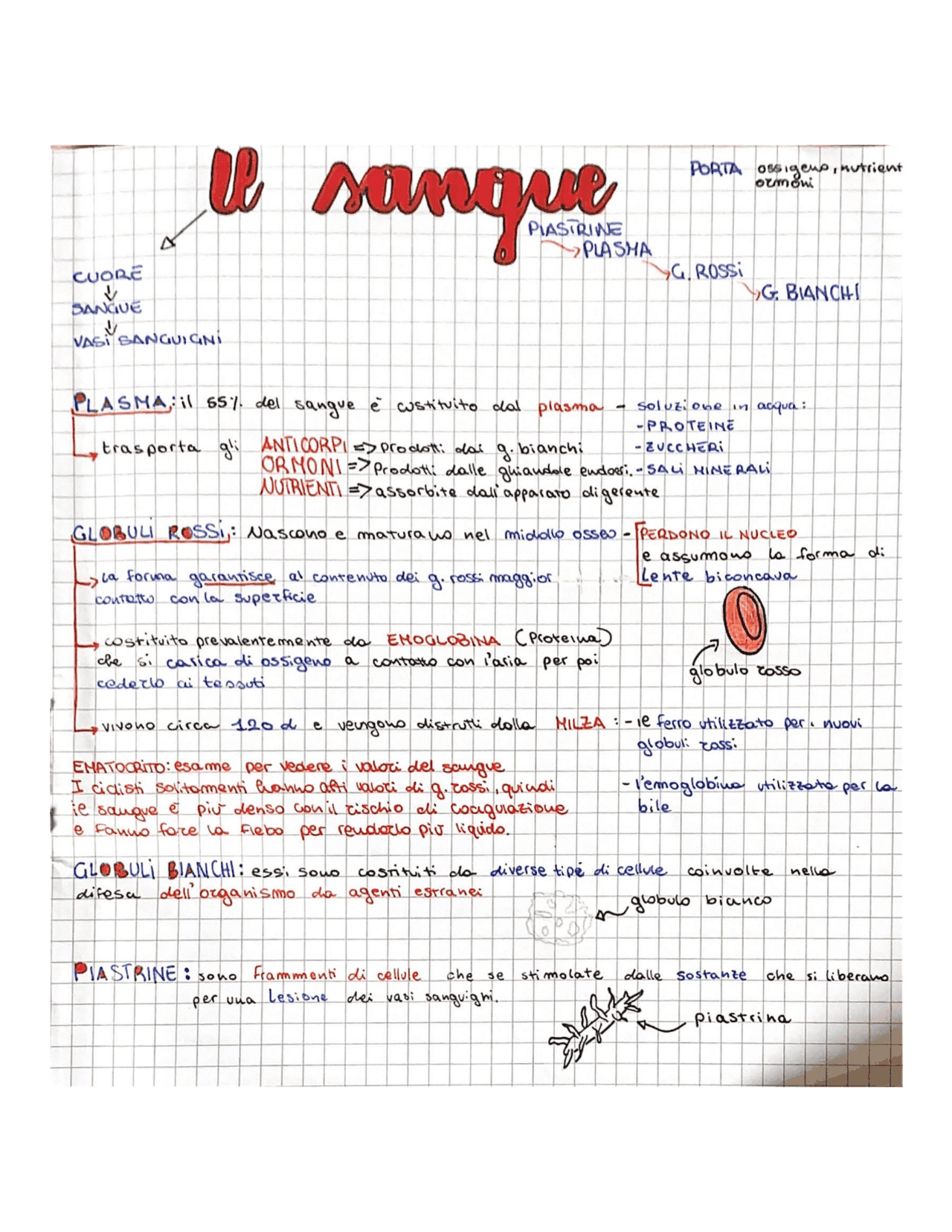 Il Sangue Apparato Cardiocircolatorio Docsity