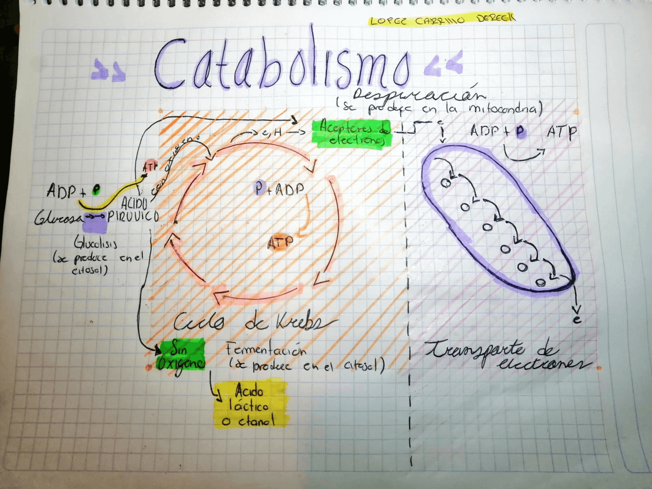 Que es el catabolismo - Docsity