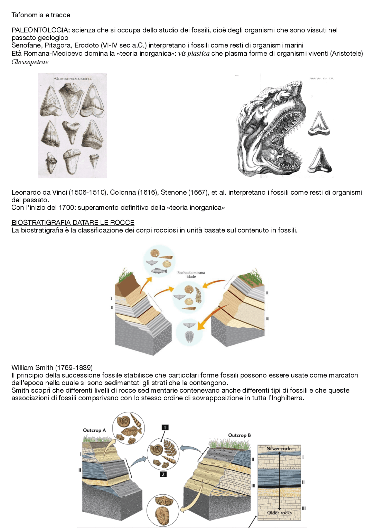 Paleontologia: tafonomia e tracce - Docsity