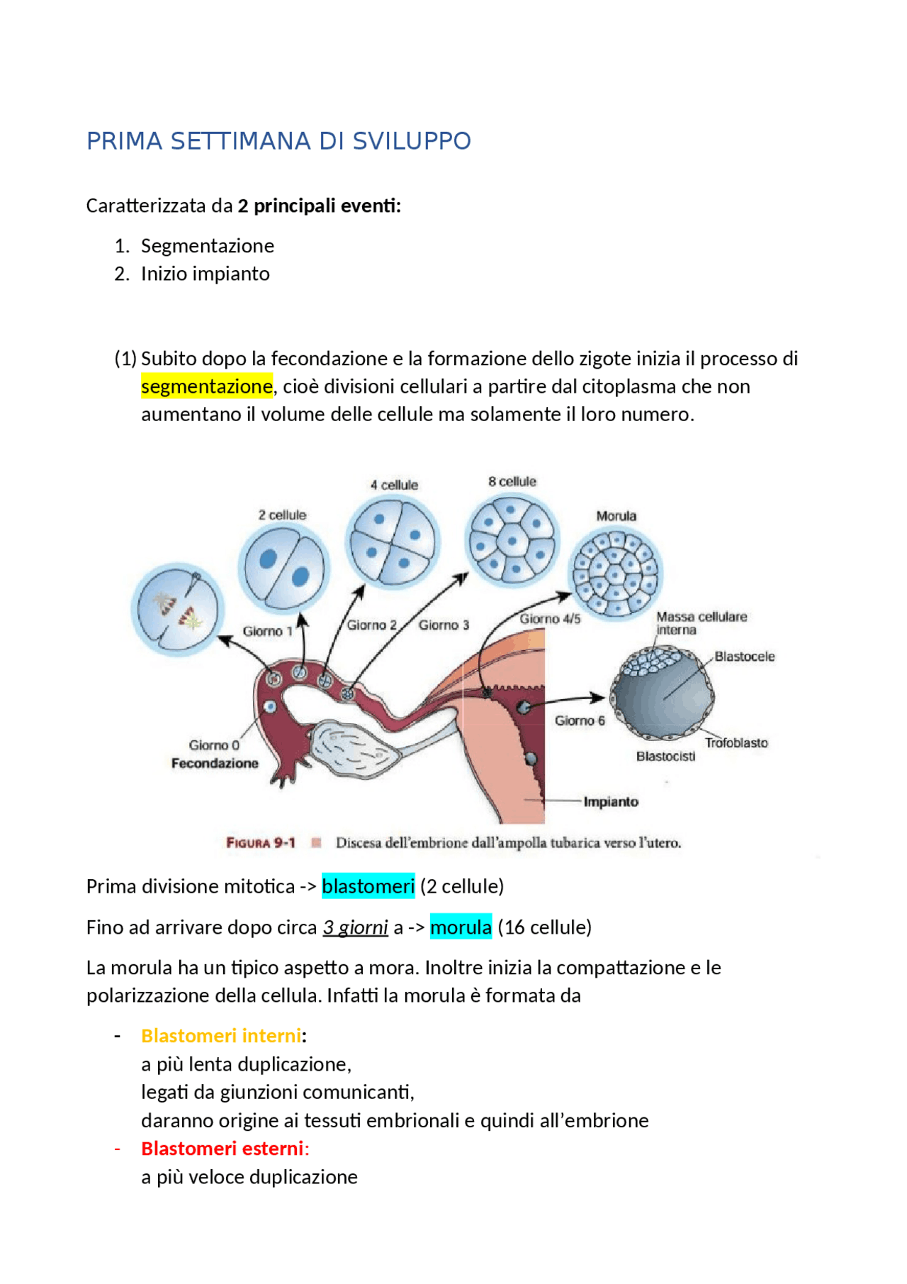 Prima E Seconda Settimana Di Sviluppo Docsity