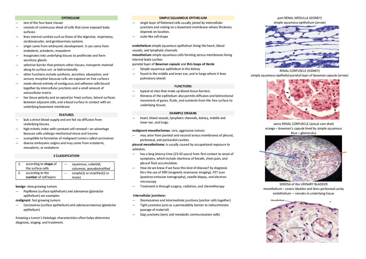 Notes on Epithelium, Glands, Connective Tissue | Summaries Histology ...