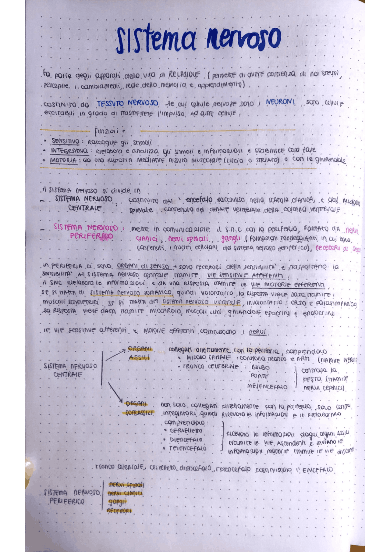 Prima Parte Sistema Nervoso Docsity
