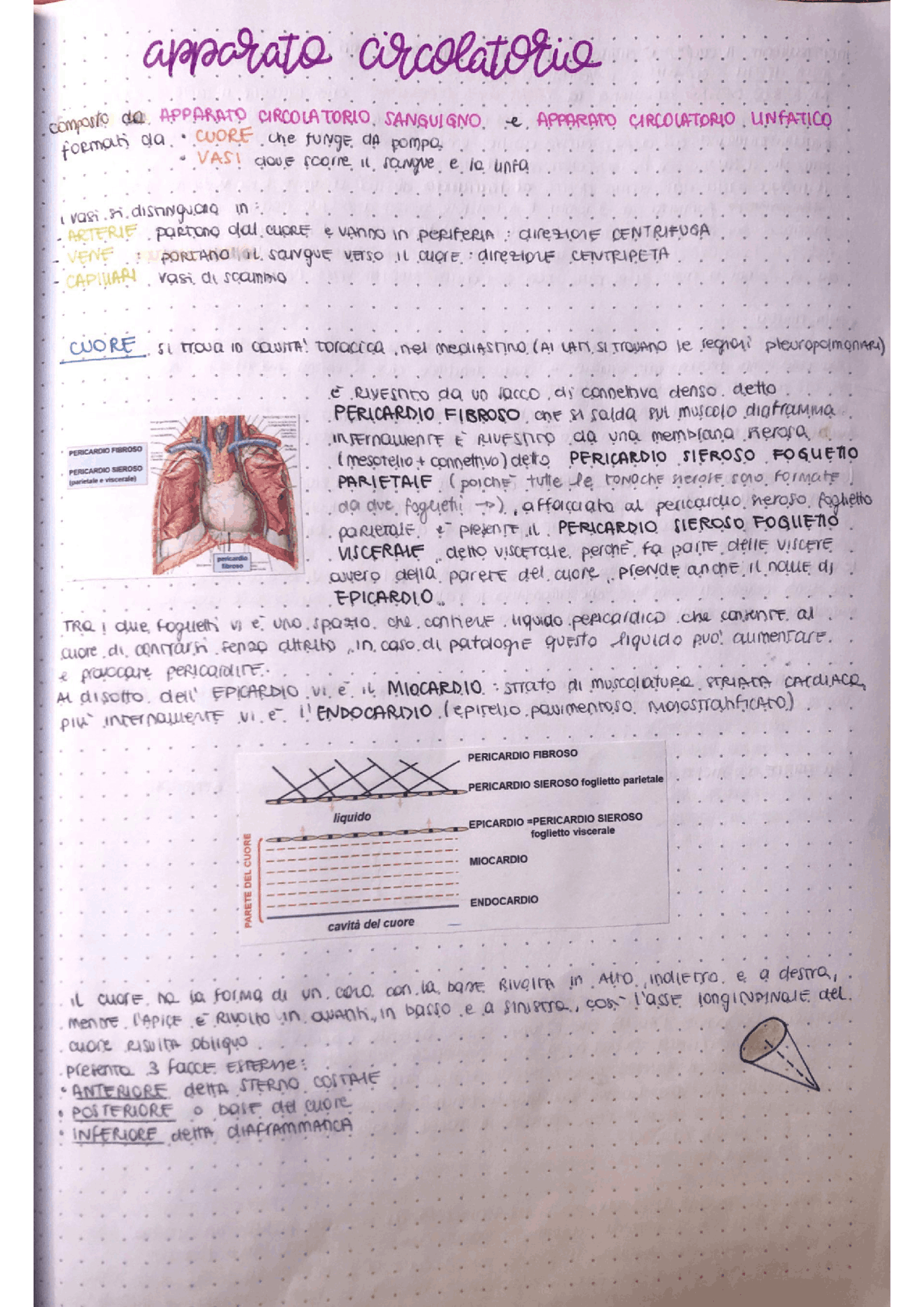 Apparato Cardiocircolatorio Docsity