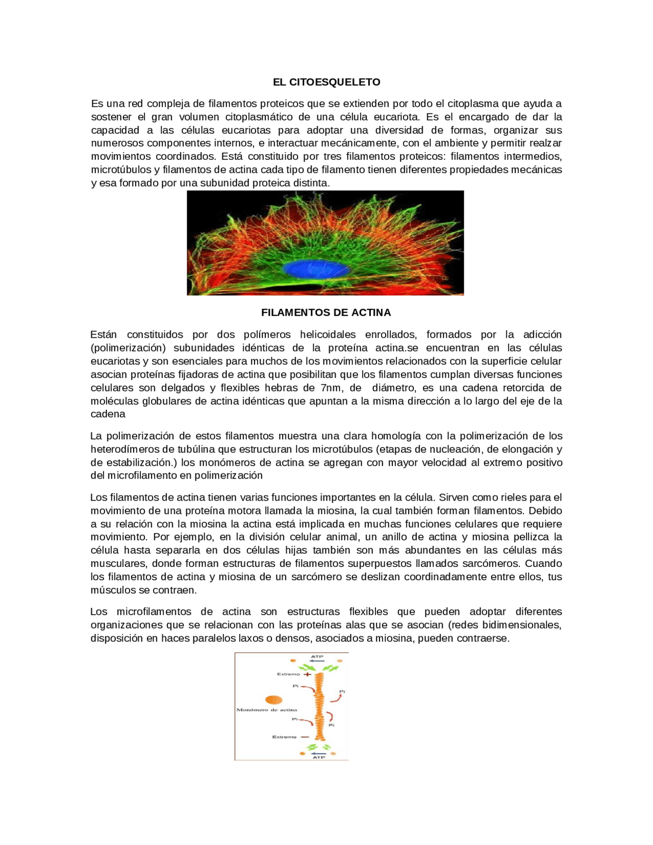 Citoesqueleto Gfs Docsity
