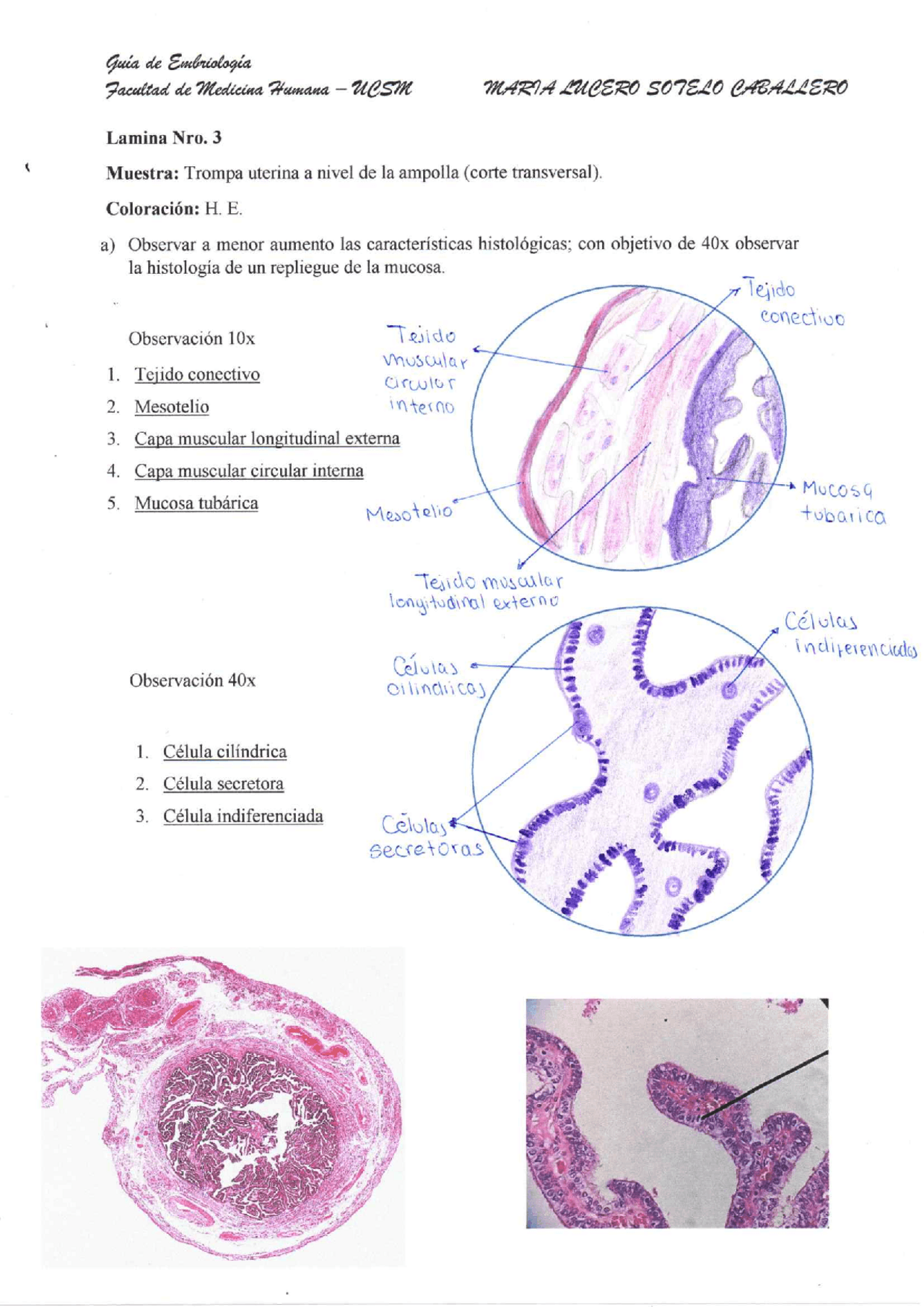 Guia Dibujos embriologia - Docsity