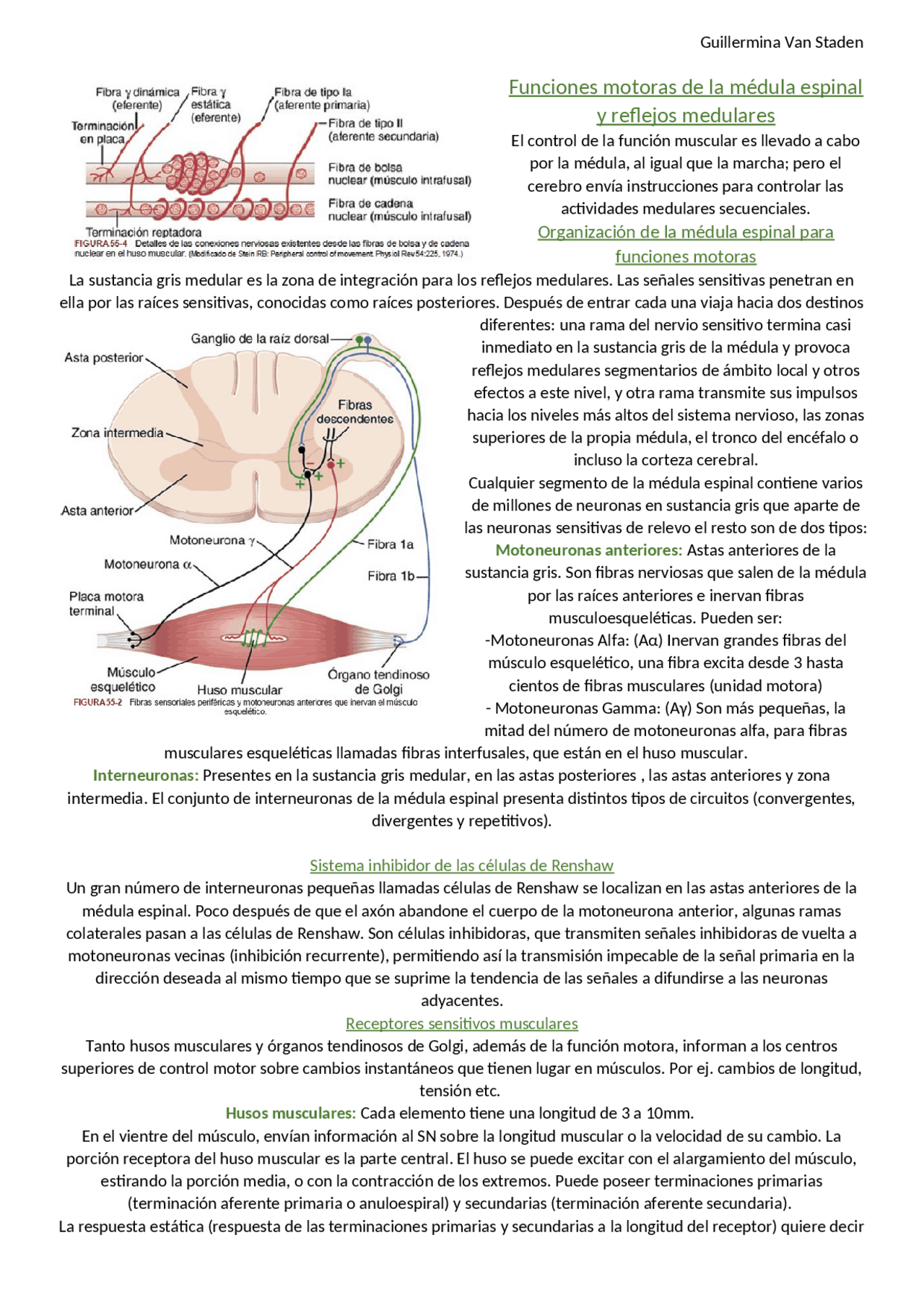 Médula espinal de Guyton | Résumés de Pysiologie | Docsity