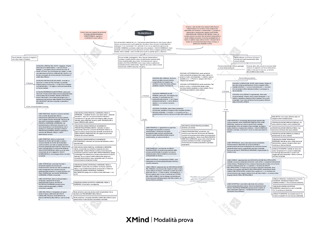 Telencefalo E Ventricoli Cerebrali Docsity