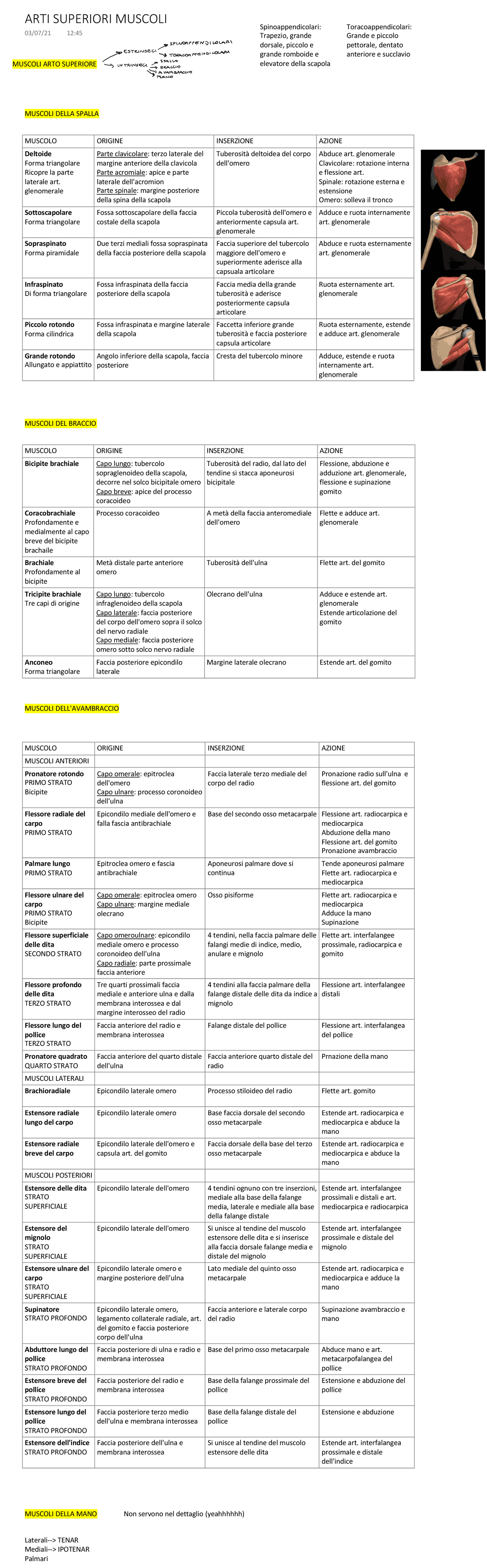 Anatomia Muscoli Arto Superiore Docsity